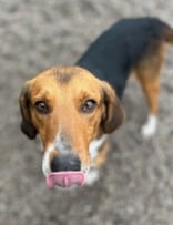 Dogs - CC Humane Society