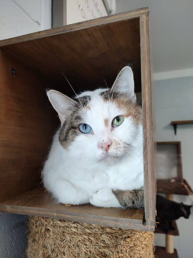 Cats - CC Humane Society