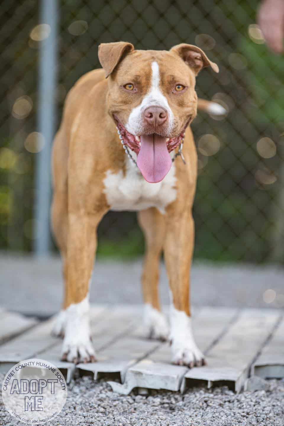 Dogs - CC Humane Society